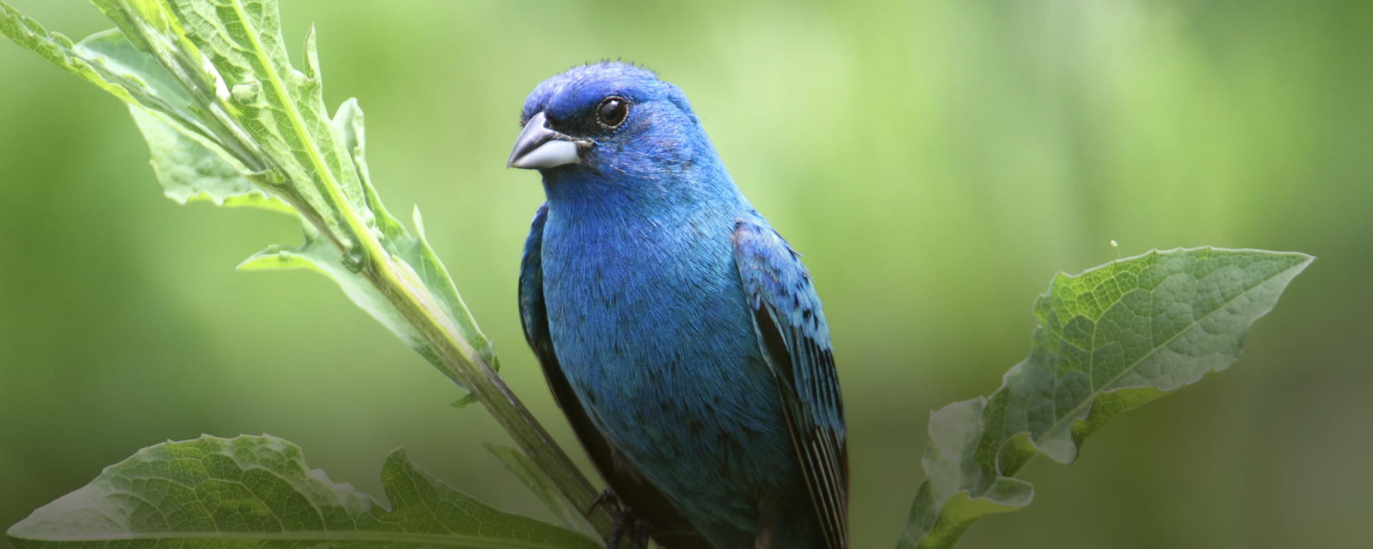 Conservation Forests Org