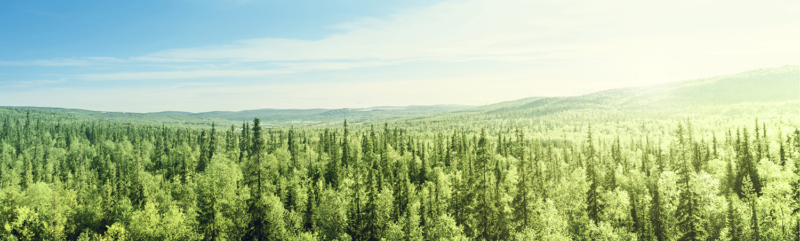 Conservation Impact Forests Org