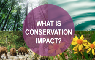 Forest Impacts Matter, But What Are They? - forests.org