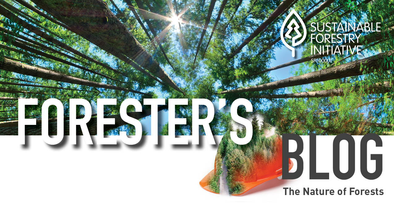 Forester's Blog: The Importance of Young Forest Habitat - forests.org