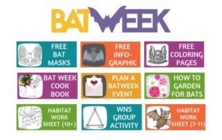 Why Forest Lovers Should Celebrate Bat Week - forests.org