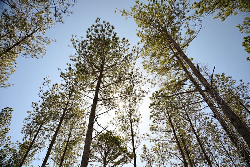 International Day of Forests: Celebrating Our Roots, Growing Our Future ...