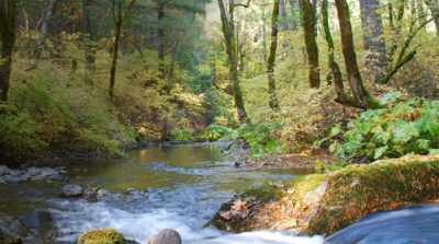 SFI Certified Organizations - forests.org