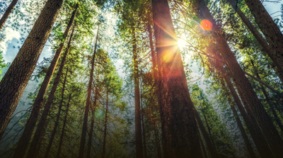 SFI Certified Organizations - forests.org