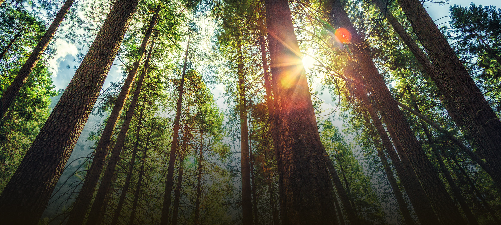SFI Standards - forests.org