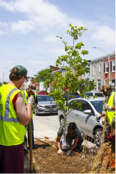 Tree Plantings Advance Climate Action – But What Comes Next? - forests.org