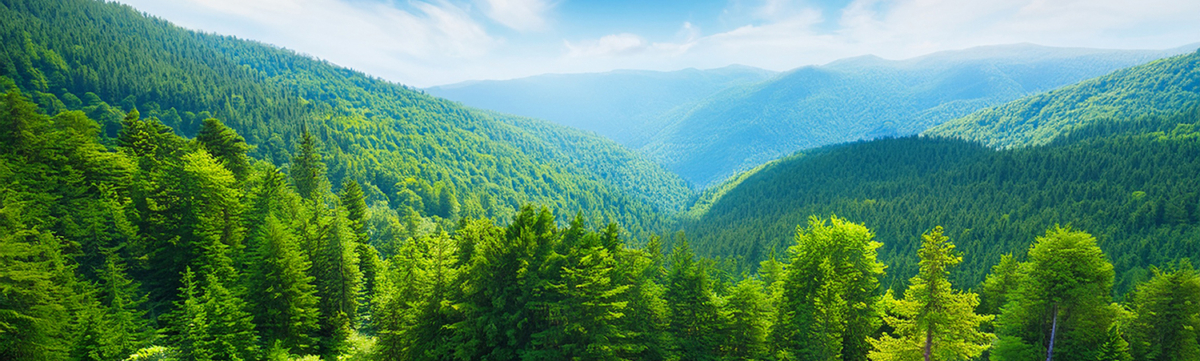 Climate Smart Forestry - forests.org