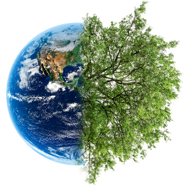 SFI on Forest Deforestation - forests.org