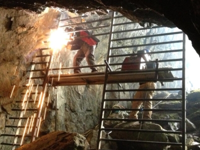 Why Forest Lovers Should Celebrate Bat Week - forests.org